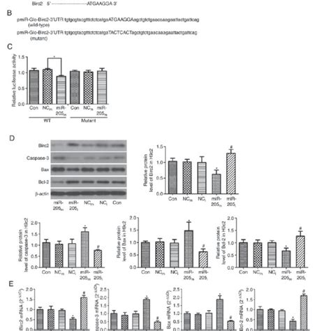 Co Immunoprecipitation Of Apaf 1 Caspase 9 Caspase 3 And Xiap A Download Scientific