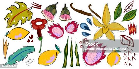 플랫 스타일의 요소의 열대 벡터 집합입니다 이국적인 과일과 식물 피타야 레몬 바닐라 잎 유칼립투스 디자인 요소 0명에 대한 스톡 벡터 아트 및 기타 이미지 Istock