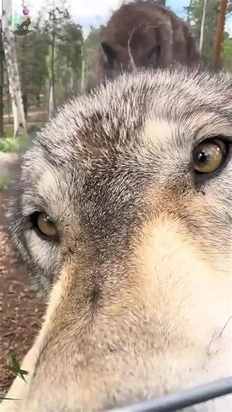 Sniff Sniff Sniff Album On Imgur