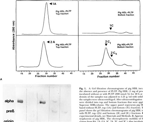 figure 1 from apoa ii apoa i molar ratio in the hdl particle influences