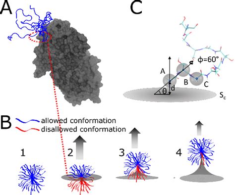Dynamic Idr Conformational Ensemble Generates An Entropic Force A Idr Download Scientific
