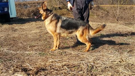 저먼 분양완료 세퍼드분양 한국 저먼 세퍼트 견사호 클럽