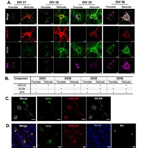 Identification Of Hapln1 Positive Pnn Population A Representative