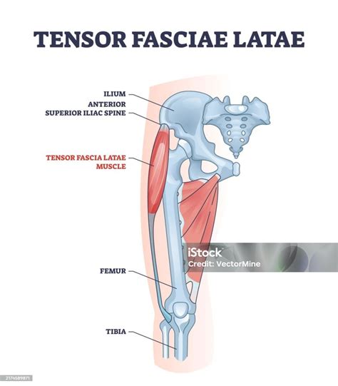 Vetores De Um Diagrama Anatômico Mostrando O Músculo Tensor Da Fáscia Lata E E Mais Imagens De