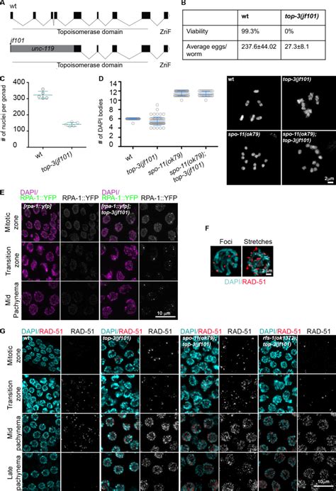 Germline Phenotype Of The Top 3 Mutant A Schematic Representation Of