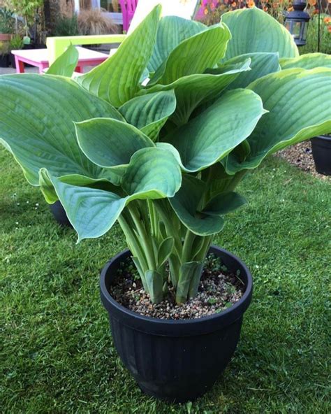 Giant Hostas 17 Varieties And More Topic Information World Of