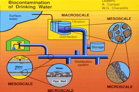 Prabin Shakya Biofilm Formation In Drinking Water Distribution