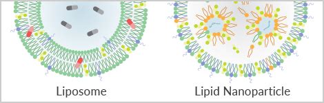 Lipid Based Nano Drug Delivery Highlight Png