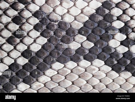 Structure Natural Snake Skin Pattern Piton Skin Background Python Skin Texture Background The