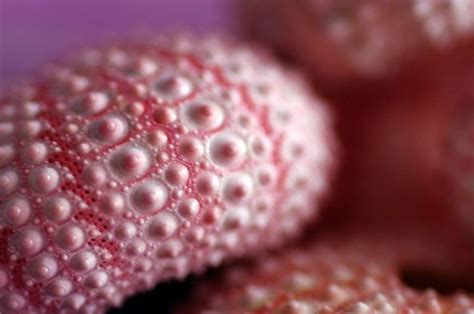 17 Best Images About Fossils And Shells On Pinterest Conch Shells Sea Shells And Green River