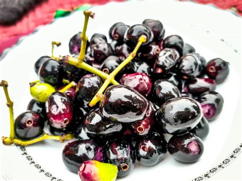 What Is The Nutritional Value Of Java Plum And Are Java Plum Healthy For You Health Detox