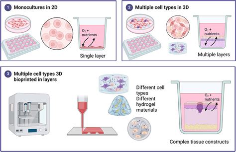 Frontiers The Influence Of Viscosity Of Hydrogels On The Spreading And Migration Of Cells In