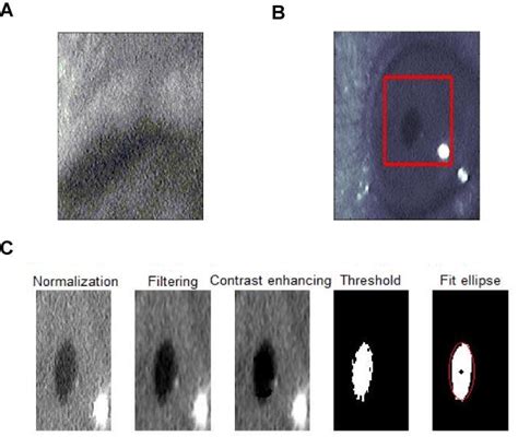 1 Eye Tracking Algorithm A Blinks Were Detected And Discarded B Roi