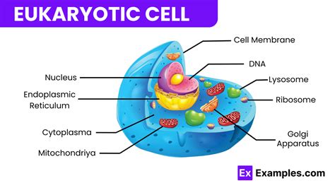 Eukaryotic Cell Defination Structure Types Examples