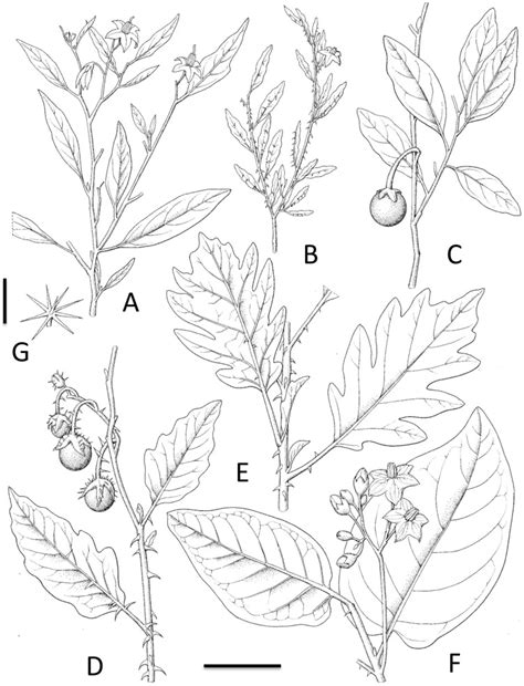 A Habit With Narrow Elliptic Leaves B Habit With Small Leaves Small A Habit With Narrow Elliptic Leaves B Habit With Small Leaves Small
