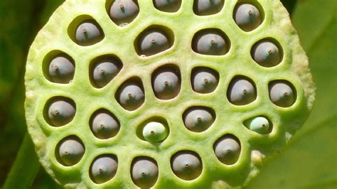 Trypophobia Its Odd Link To Human History YouTube
