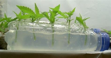 Hydroponics A Step By Step Guide For Beginners Artofit