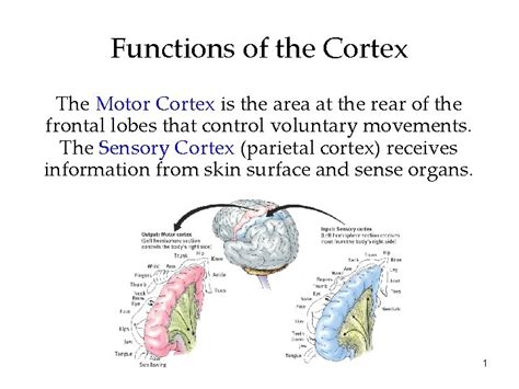 Functions Of The Cortex The Motor Cortex Is