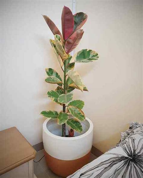 10 Jenis Tanaman Karet Varietas Ficus Elastica Terbaik Goodgardenthing