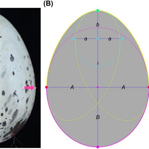 Egg Shape Measurements A Example Of An Egg Photograph Demonstrating Download Scientific