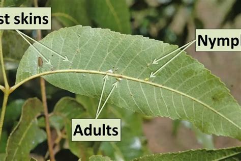 How Long Do Pecan Trees Drip Sap Up Gardening