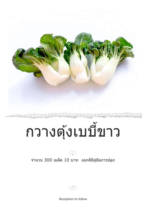 เมล็ดพันธุ์ผัก กวางตุ้งเบบี้ขาว พันธุ์พื้นบ้านจำนวน 10 บาท 10 แถม 1 คละ
