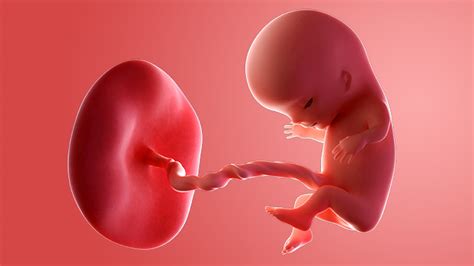 12 Weeks Pregnant Guide Best Start In Life NHS