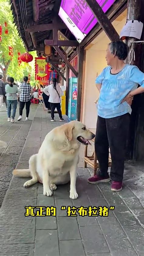 真正的“拉布拉猪”,果然,没有爷爷奶奶带不好的“娃”! 真正的“拉布拉猪”,果然,没有爷爷奶奶带不好的“娃”!