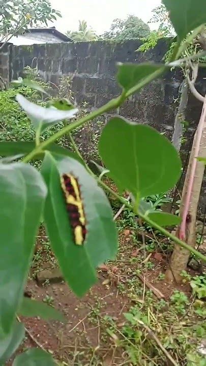 කුරුදු ගසේ ආගන්තුක යාලුවෝ දෙන්නා Youtube