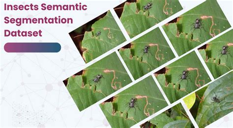 Insects Semantic Segmentation Dataset