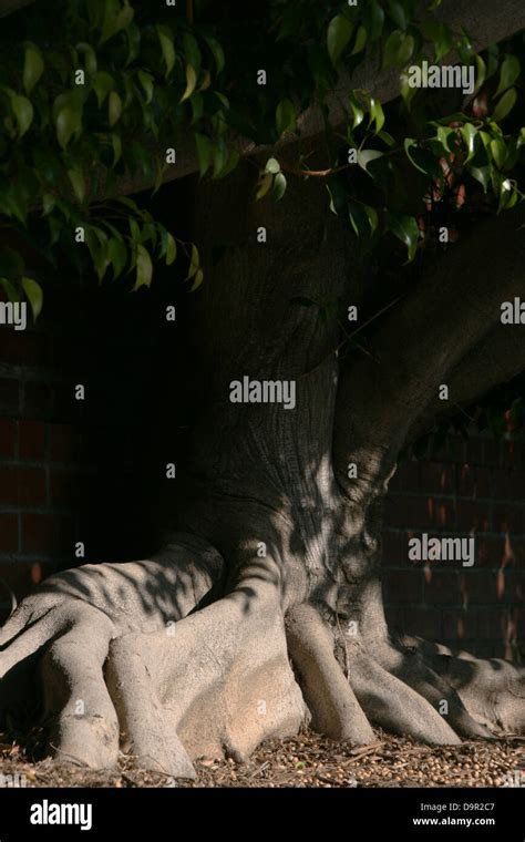 Weeping Fig Tree Hi Res Stock Photography And Images Alamy