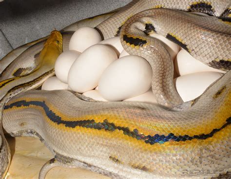 Finally Got Some Eggs Reticulated Pythons Morphmarket Reptile