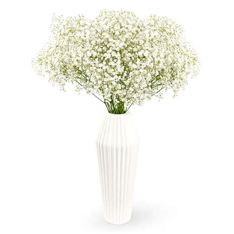 Гіпсофіла зріз онлайн супермаркет «Сільпо