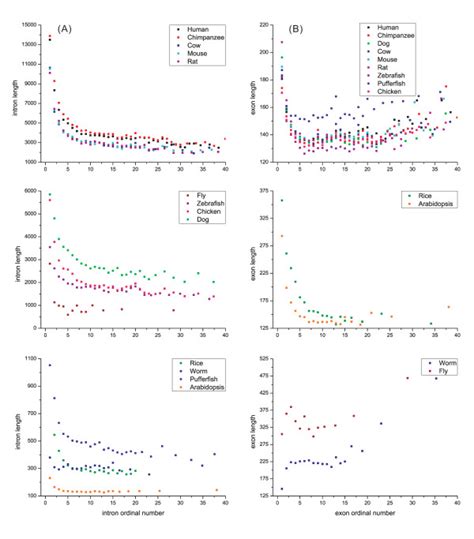 Variation Patterns Of Intron A Or Exon Length B As A Function Of
