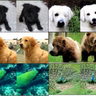 Qualitative Comparison Of Diffusion Classifiers On The Image Generation Download Scientific