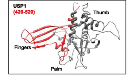 Github Beckresearchlab Usp Inhibition Cheminformatics Models For The