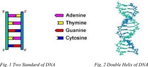 Figure 1 From A Robust Technique To Generate Unique Code Dna Sequence