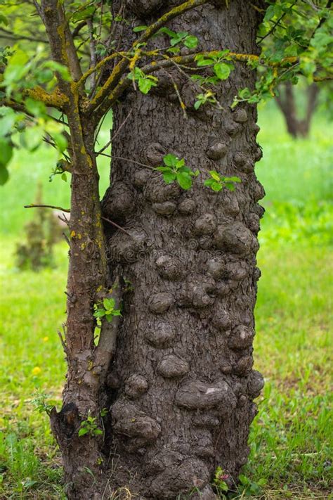 Bark Disease Stock Photo Image Of Damage Fungi Aged