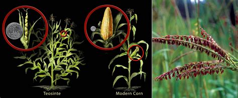 This Is Teosinte Or Zea The Original Ancestor Of Modern Corn R Pics