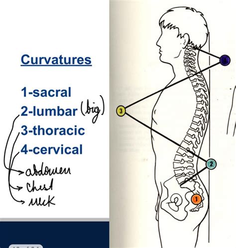 Skeletal Framework Flashcards Quizlet