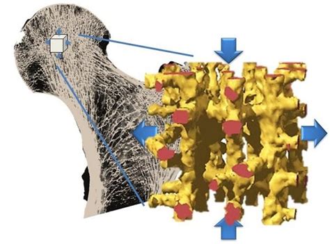 Bone Function And Structure