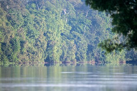 Birding Sukau Sabah Borneo 10 000 Birds