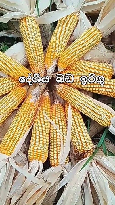 දේශීය බඩ ඉරිගු Youtube