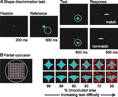 Figure 1 From The Role Of Visual Area V4 In The Discrimination Of Partially Occluded Shapes