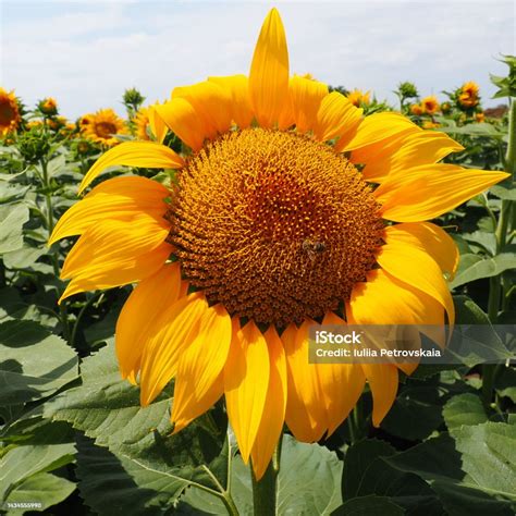 Helianthus 해바라기는 국화과 가족의 식물 속입니다 연간 해바라기와 관형 해바라기 농업 분야 노란 꽃잎으로 피는 새싹 모피는 하나의 큰 꽃을 떠난다 꿀벌