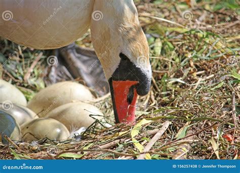 Swan Hatching Eggs On A Nest Stock Photo Image Of Farm Wing
