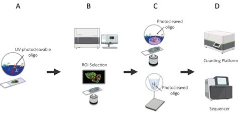 Spatial Profiling Of Protein And RNA Expression In Tissue An Approach To Fine Tune Virtual