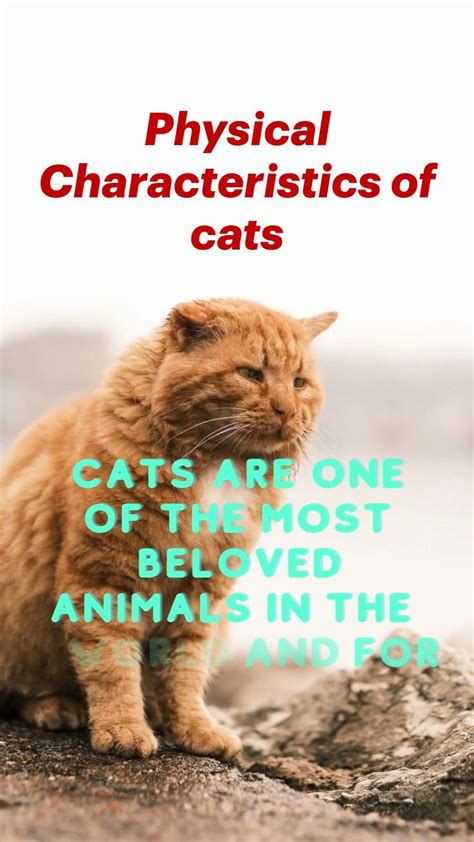 Physical Characteristics Of Cats
