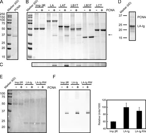 The Lamin Ig Fold Motif Binds Pcna A Bacterially Expressed And Download Scientific Diagram