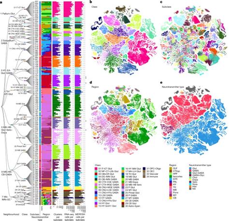 A High Resolution Transcriptomic And Spatial Atlas Of Cell Types In The Whole Mouse Brain